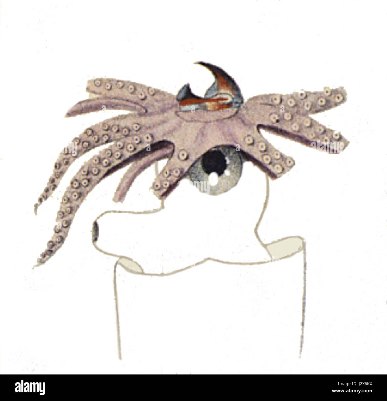 Deep sea squid Cut Out Stock Images & Pictures - Alamy