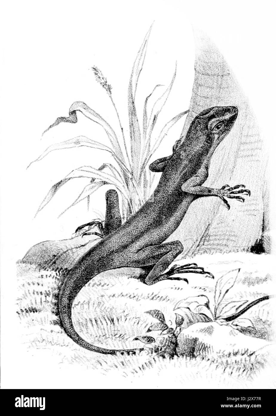 Adaptive behavior Black and White Stock Photos & Images - Alamy