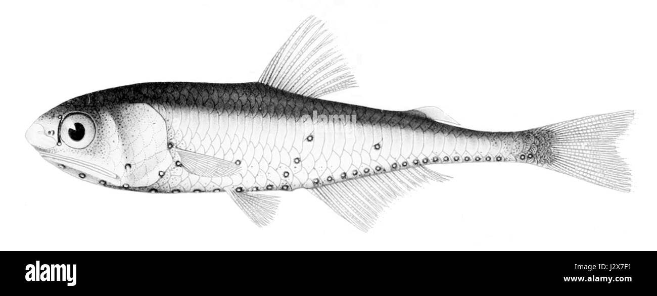 Andreae hi-res stock photography and images - Alamy