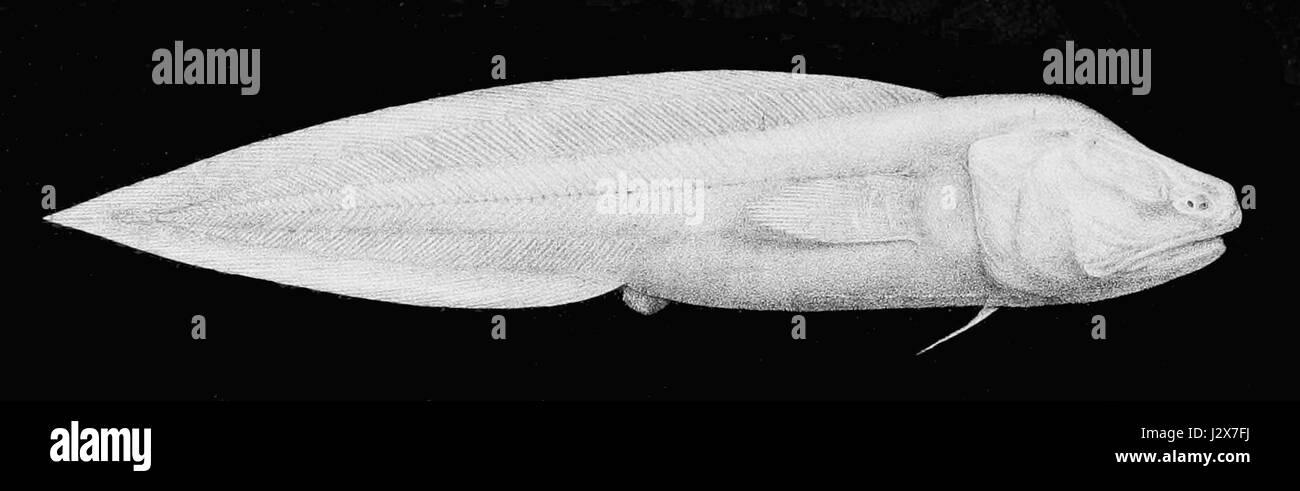 Aphyonus gelatinosus is a deep-sea fish species from the Aphyonidae ...
