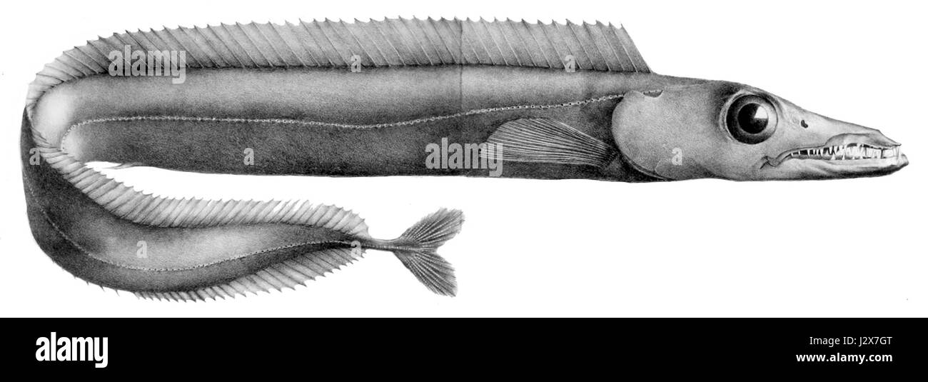 The black scabbardfish Black and White Stock Photos & Images - Alamy