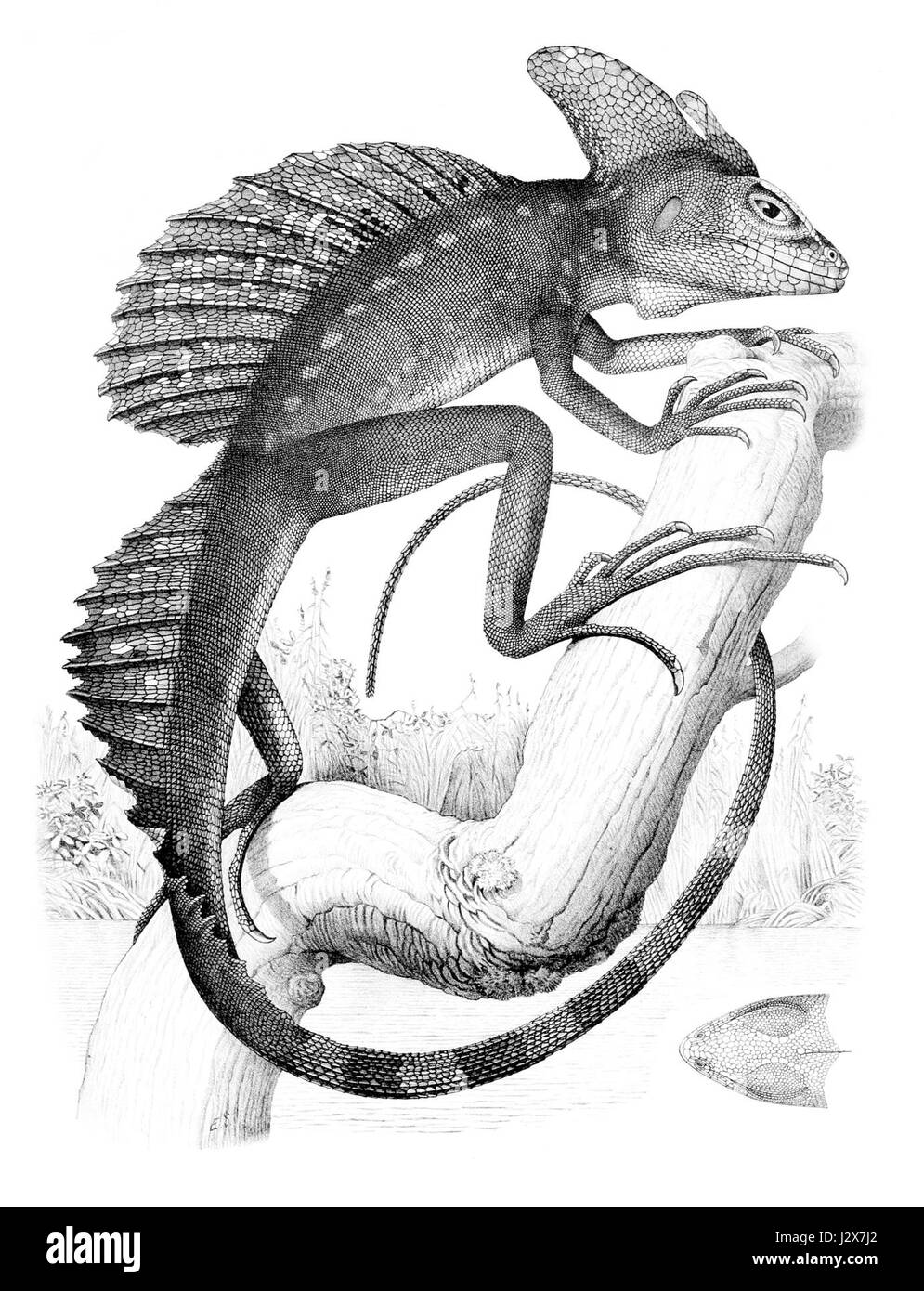 Water lizards Black and White Stock Photos & Images - Alamy