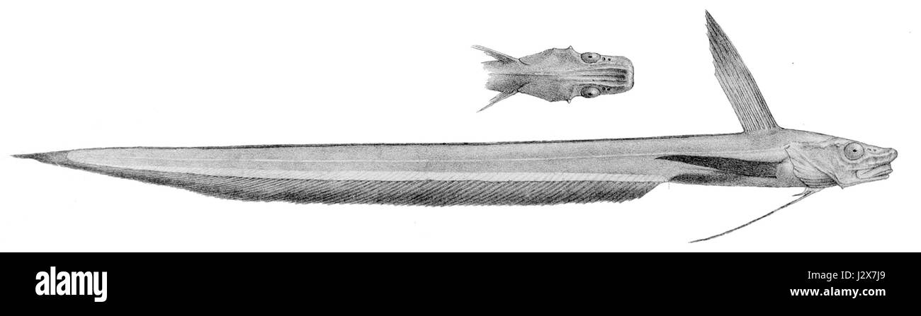 Biological order biology order hi-res stock photography and images - Alamy