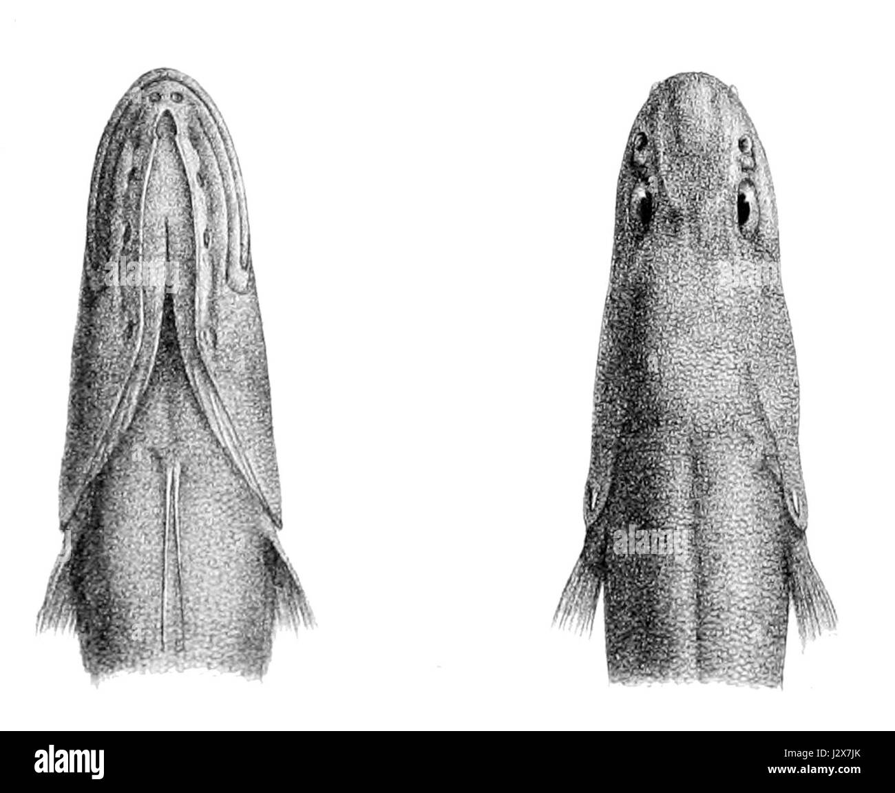 Ocean species catalog Cut Out Stock Images & Pictures - Alamy