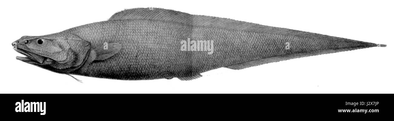 Study animal species in Cut Out Stock Images & Pictures - Alamy