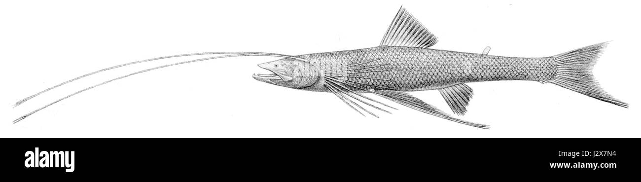 Study deep sea fish Black and White Stock Photos & Images - Alamy