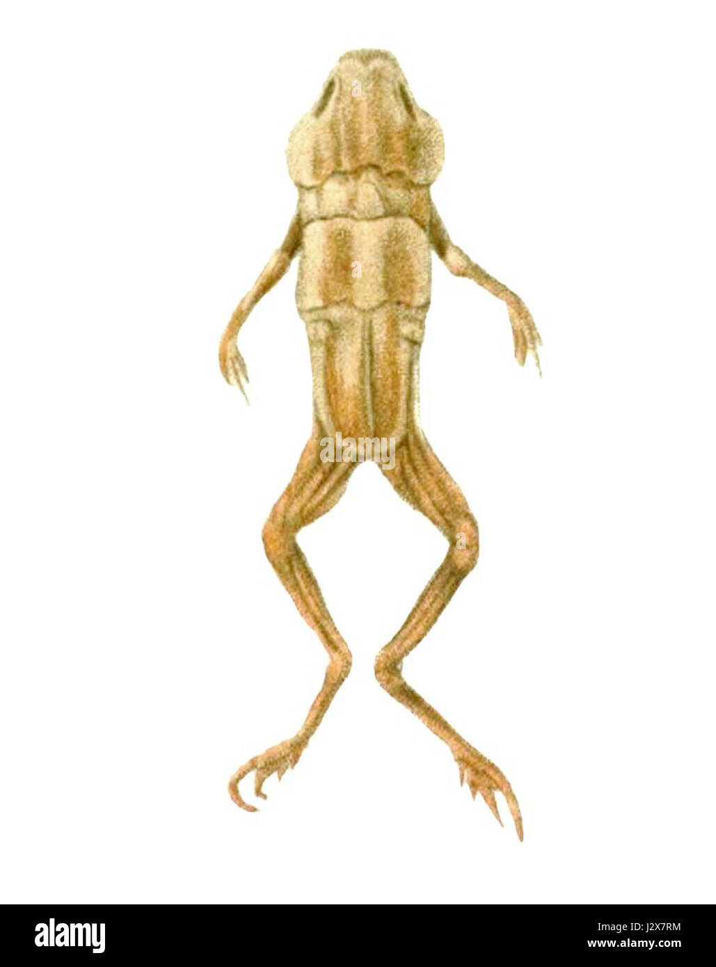 Biodiversity in rainforest Cut Out Stock Images & Pictures - Alamy