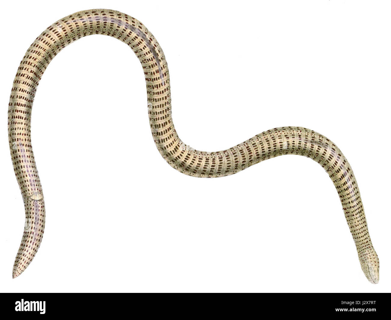 Blanus cinereus, also known as the European worm lizard, is a species ...
