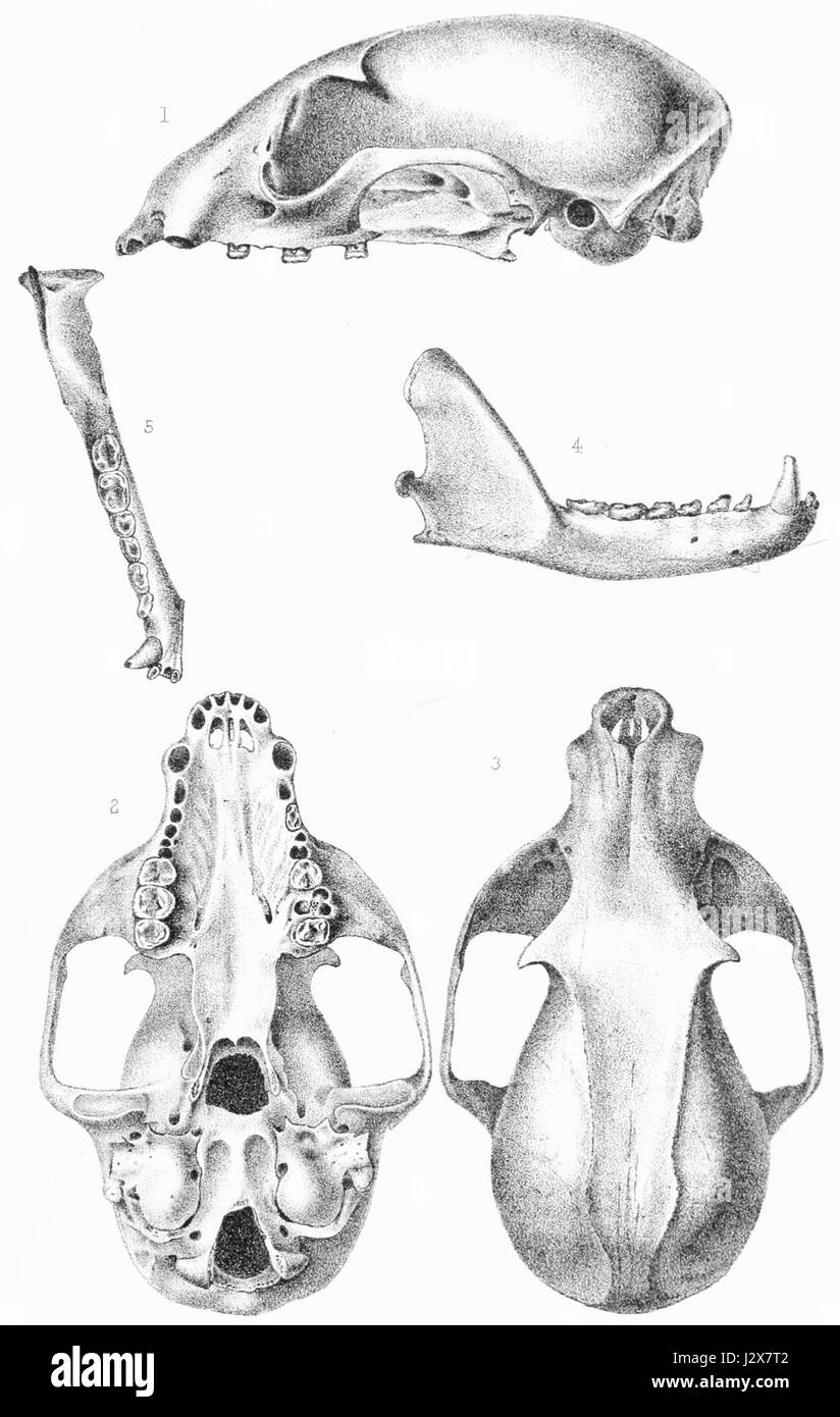 A detailed scientific illustration of the skull of Bassaricyon gabbii ...