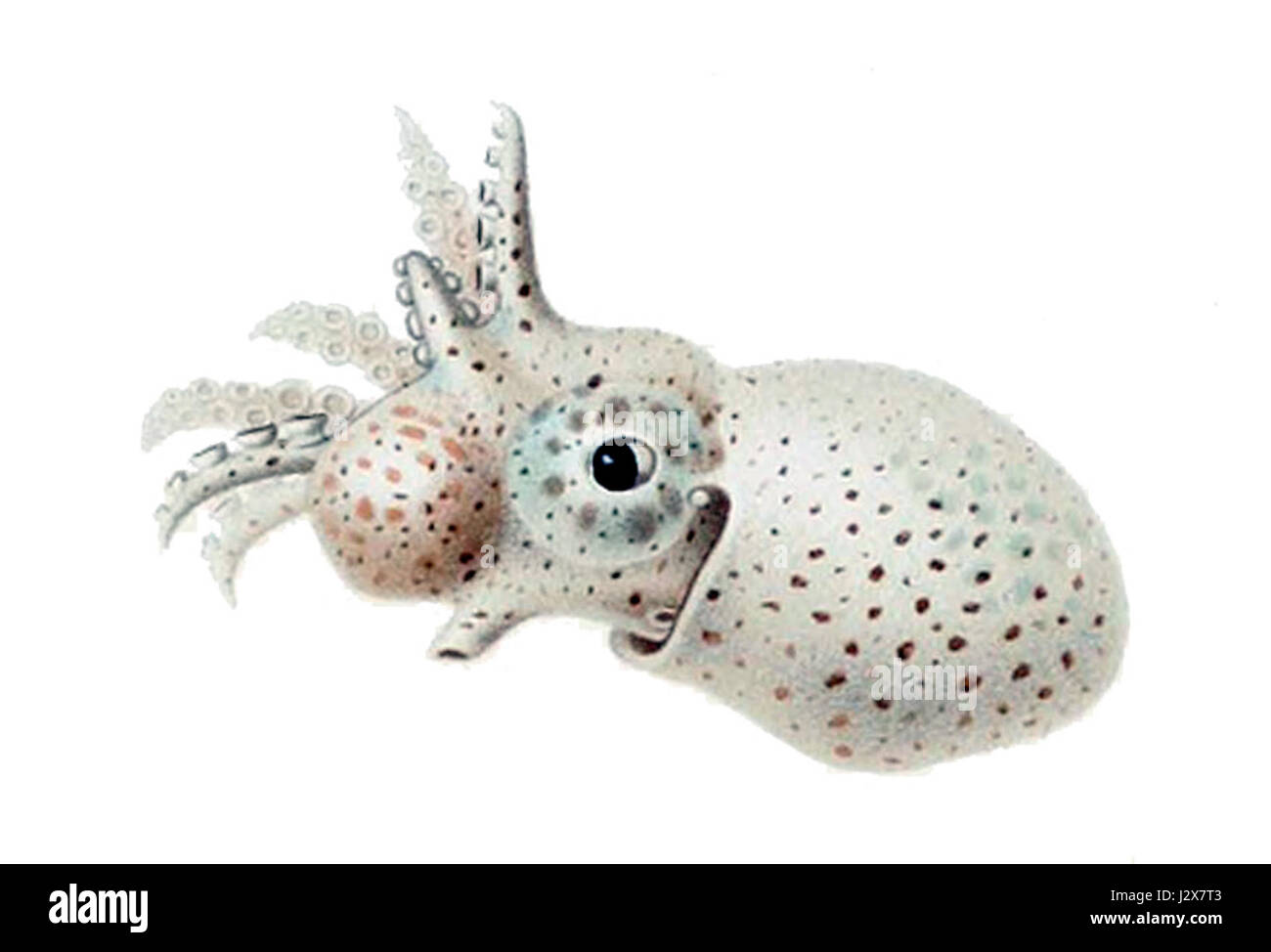 Argonauta High Resolution Stock Photography and Images - Alamy