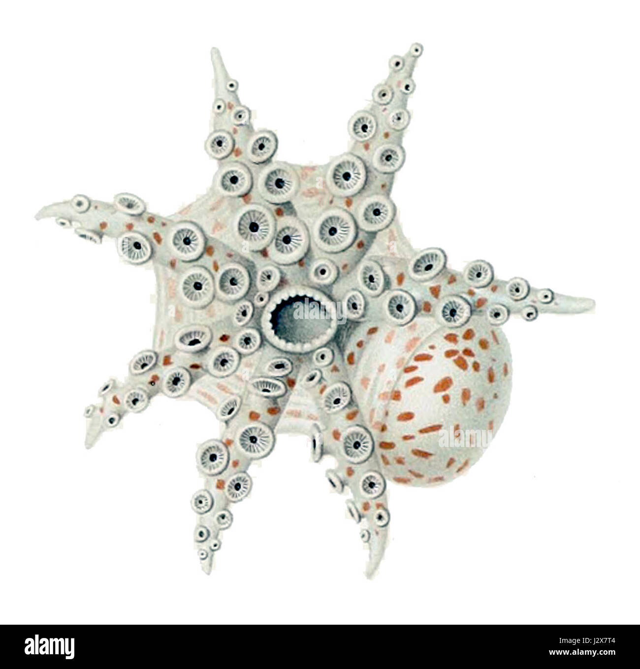 Argonauta hi-res stock photography and images - Alamy