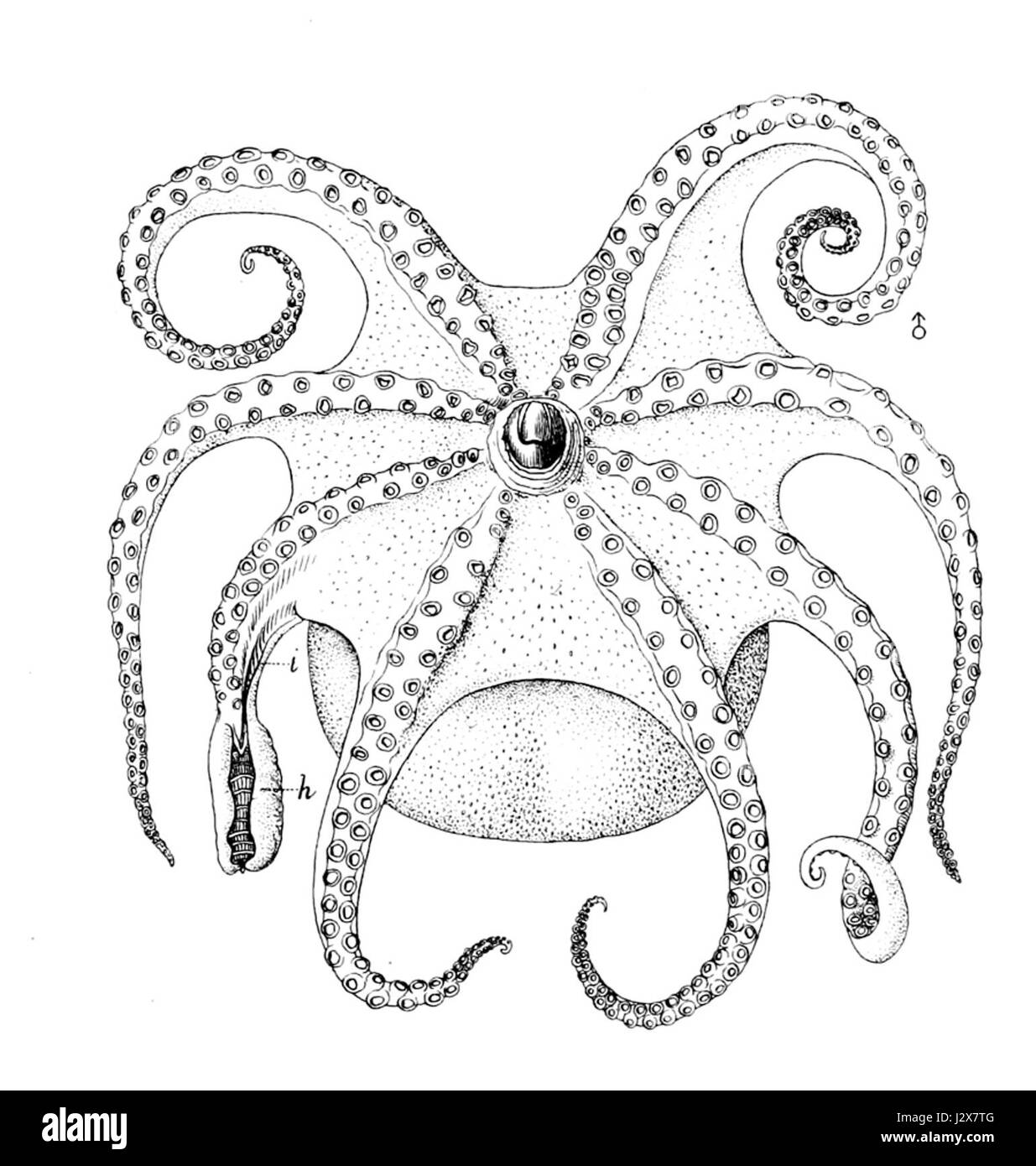 Cephalopod morphology hi-res stock photography and images - Alamy