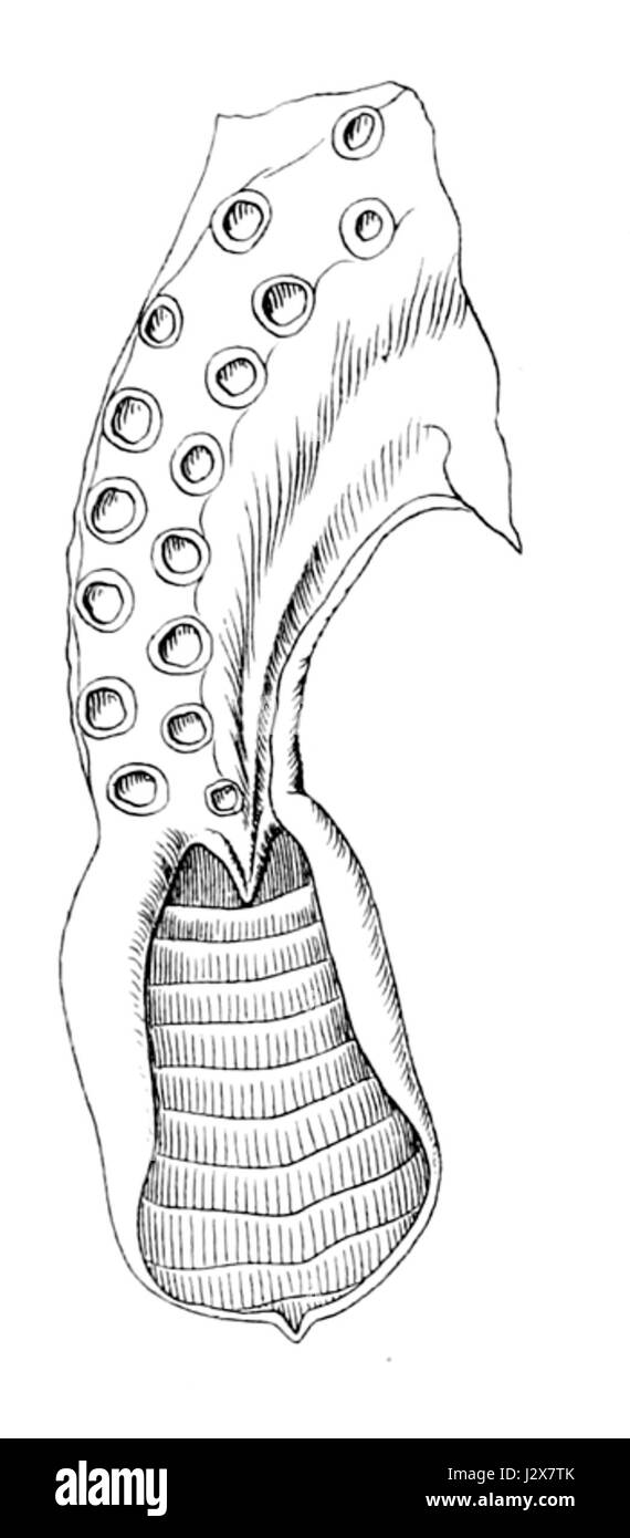 Hectocotylus Black and White Stock Photos & Images - Alamy