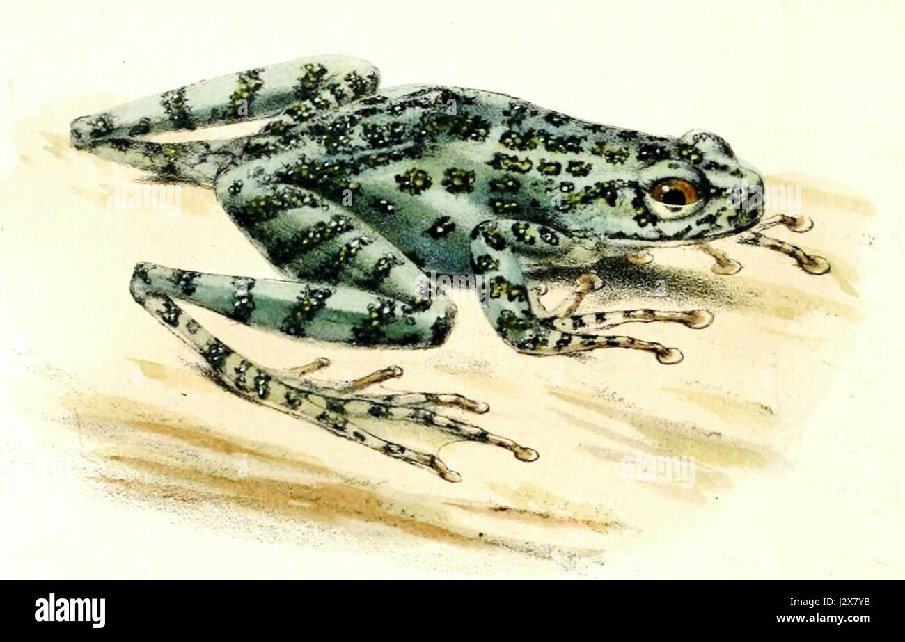 Amolops hi-res stock photography and images - Alamy