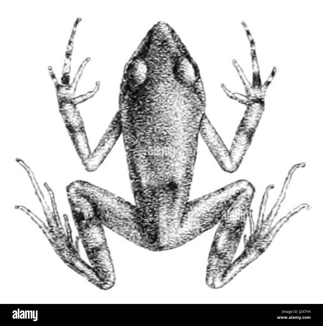 Arthroleptis poecilonotus, commonly known as the multicolored rubber ...