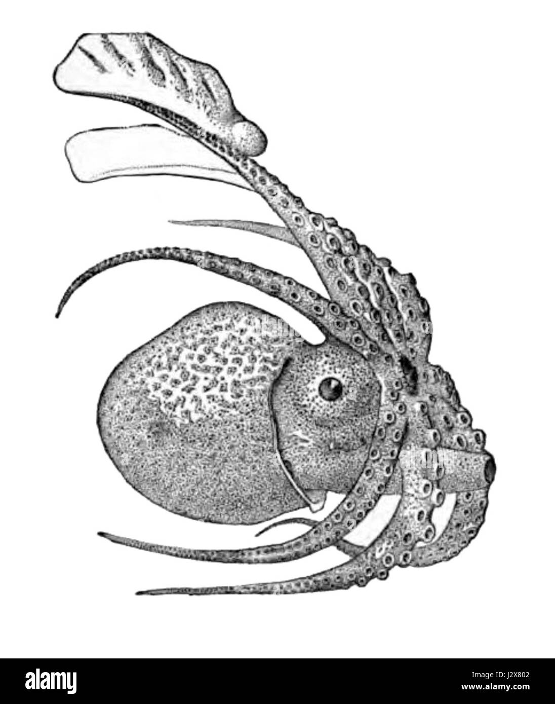 Exploration of mollusk classification Black and White Stock Photos ...