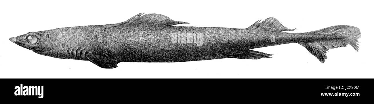 How to skin a fish Black and White Stock Photos & Images - Alamy