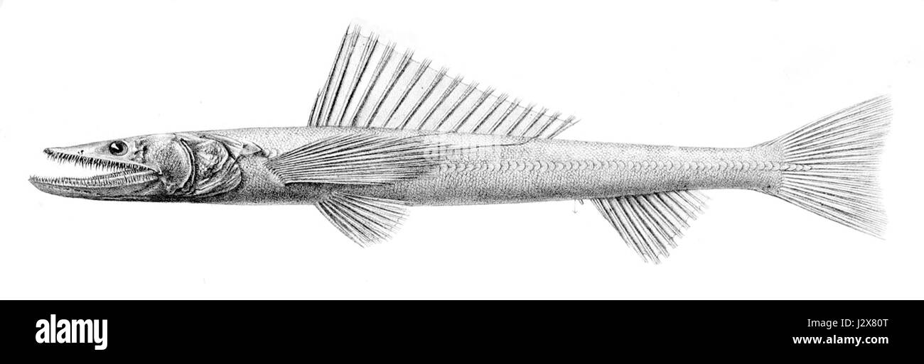 Bathysaurus hi-res stock photography and images - Alamy