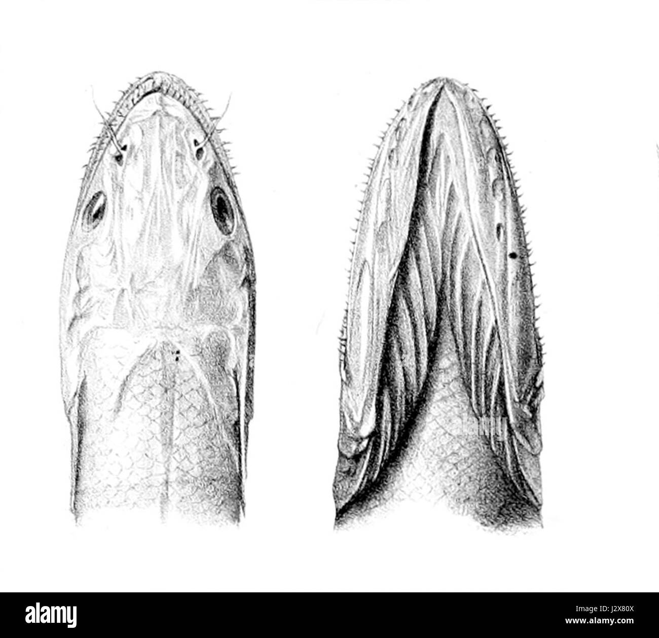 The Bathysaurus mollis is a deep-sea fish known for its soft ...