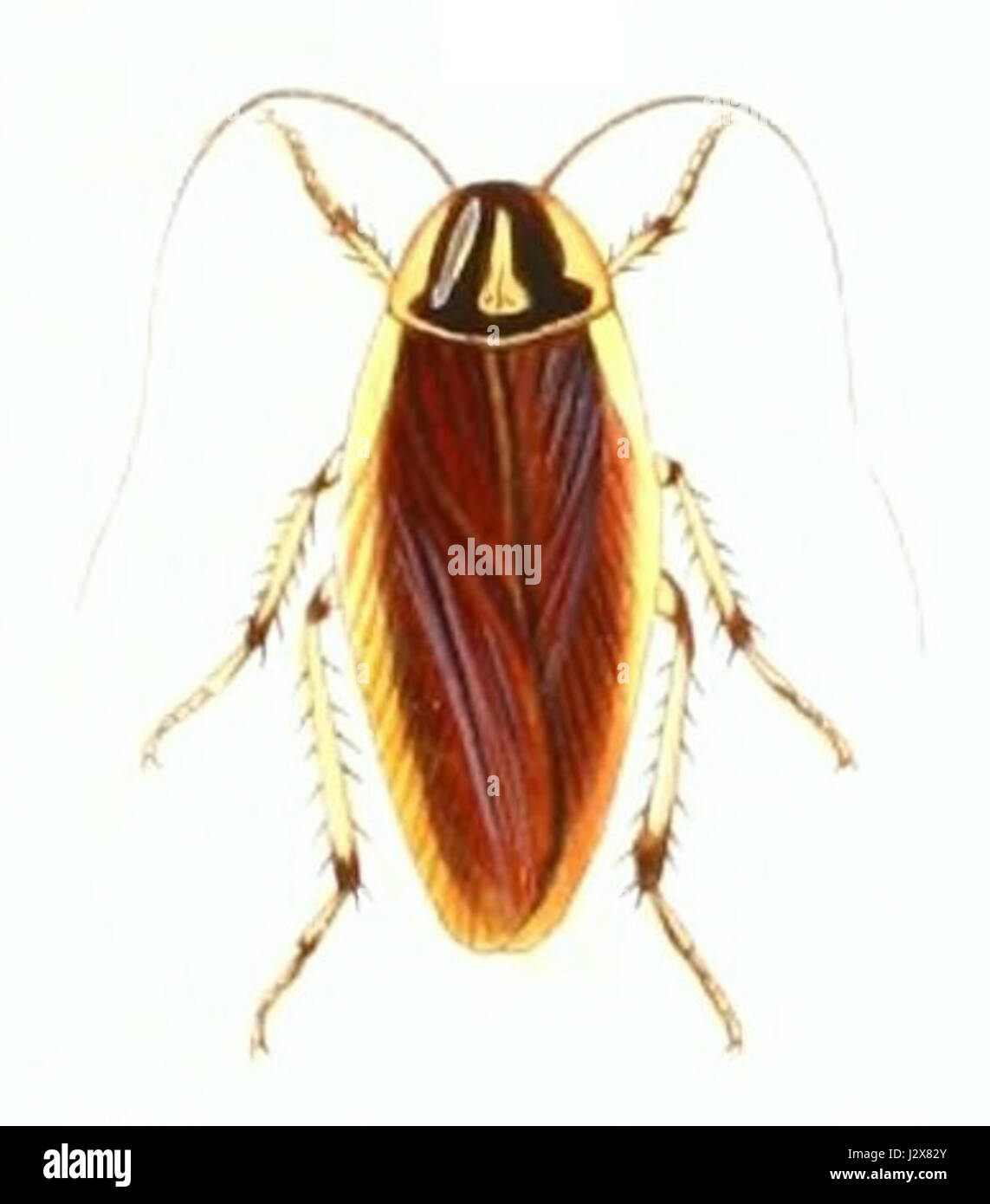 Blatta lacrymula is a species of cockroach, known for its unique ...