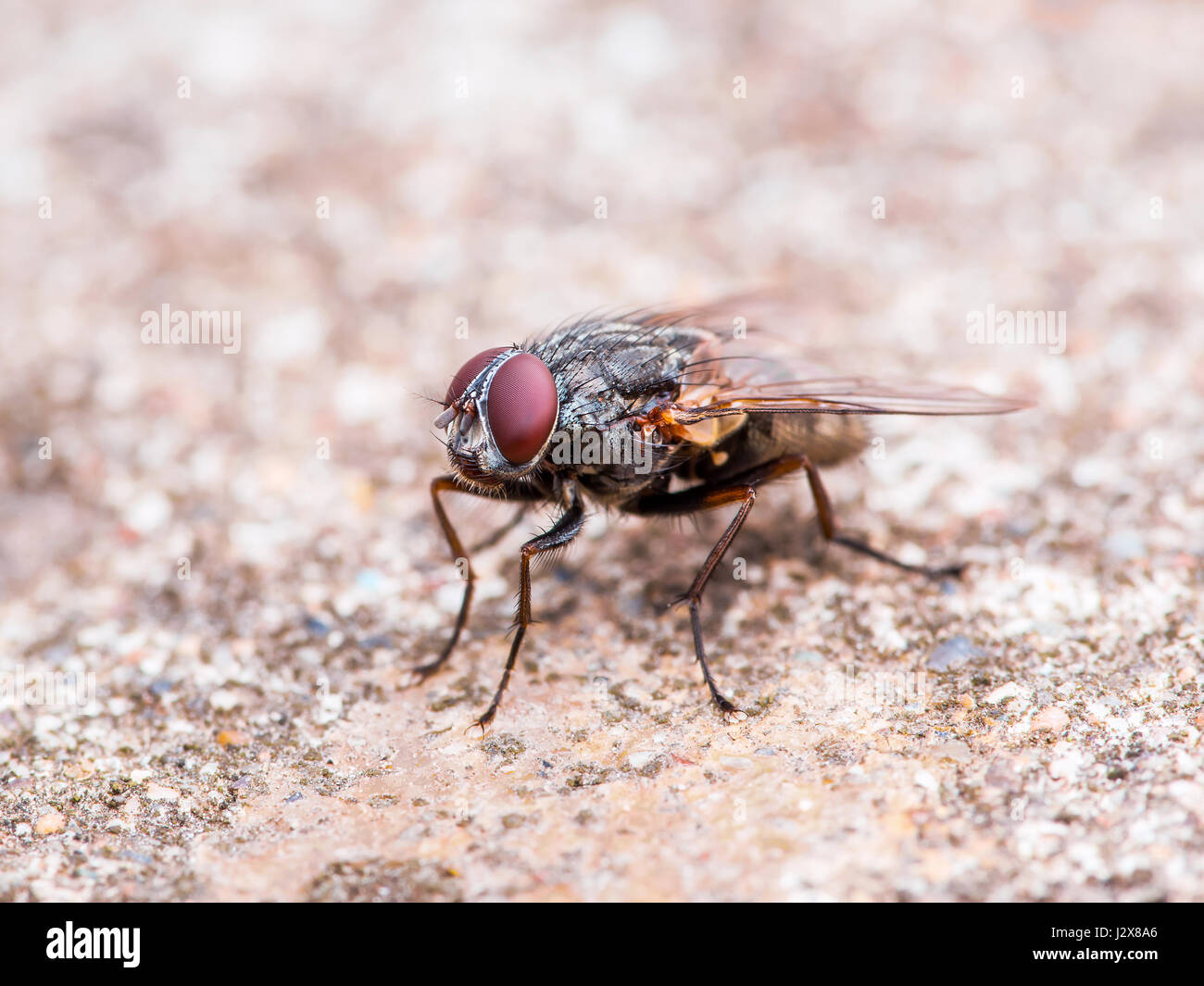 Fly insect hi-res stock photography and images - Alamy