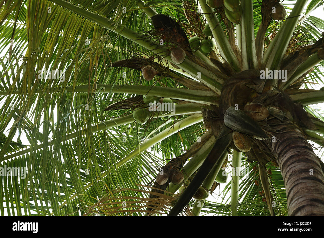 Indian coconut tree hi-res stock photography and images - Alamy