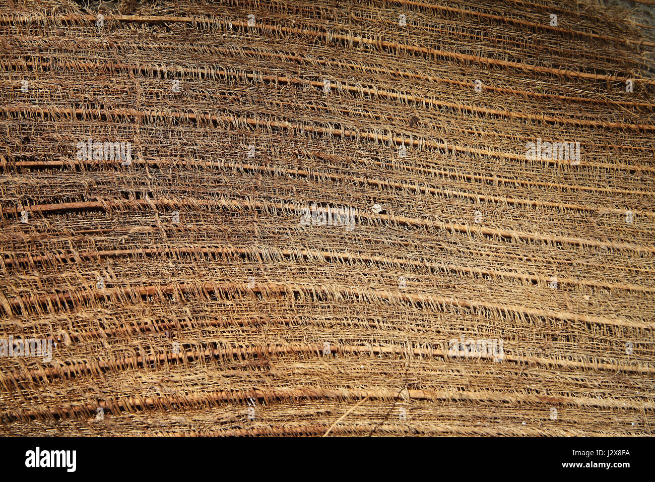 Neem tree wood hi-res stock photography and images - Alamy
