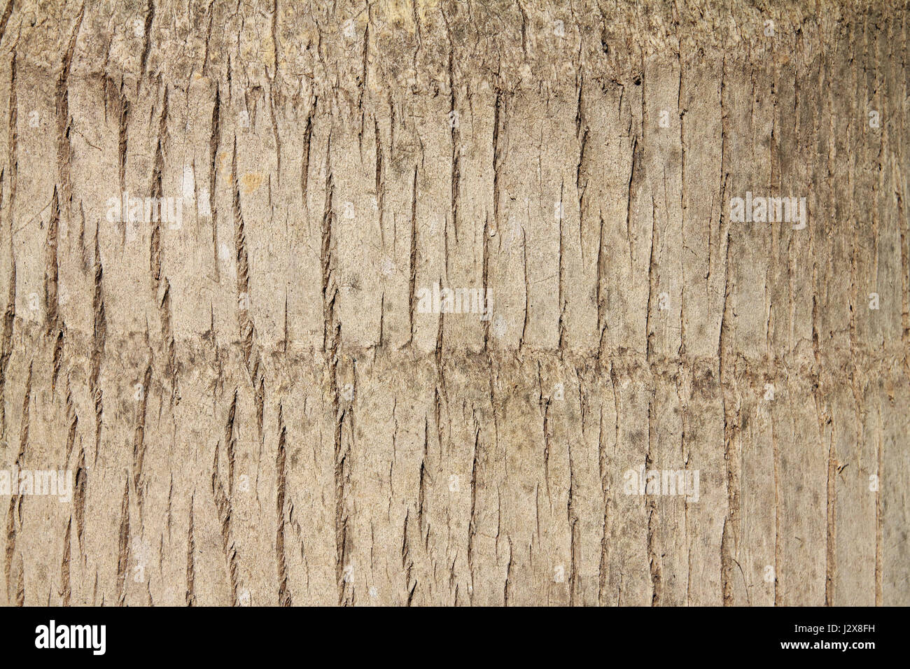 Coconut bark hi-res stock photography and images - Alamy
