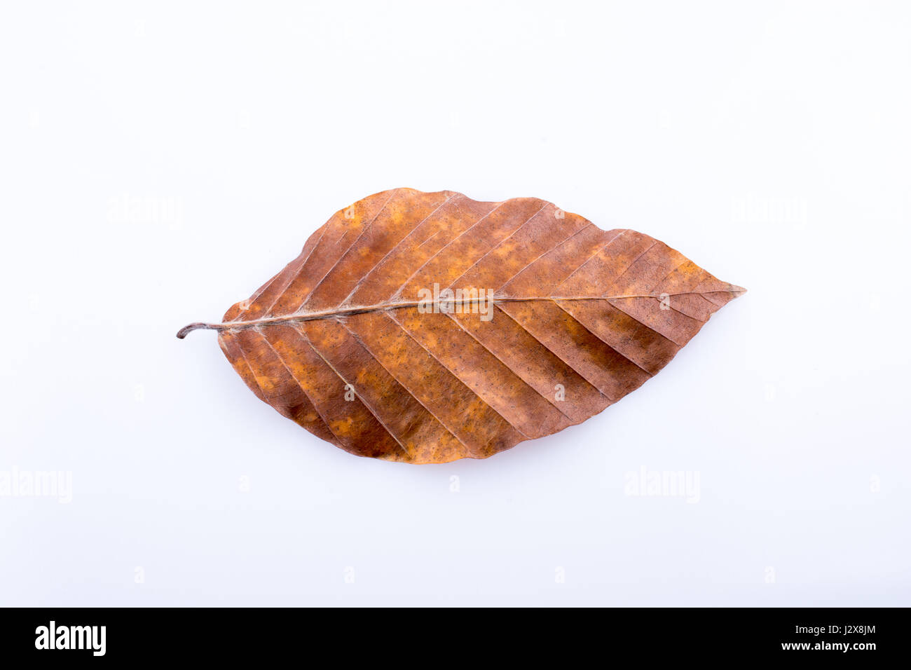 Beautiful dry autumn leaf placed on a white background Stock Photo - Alamy