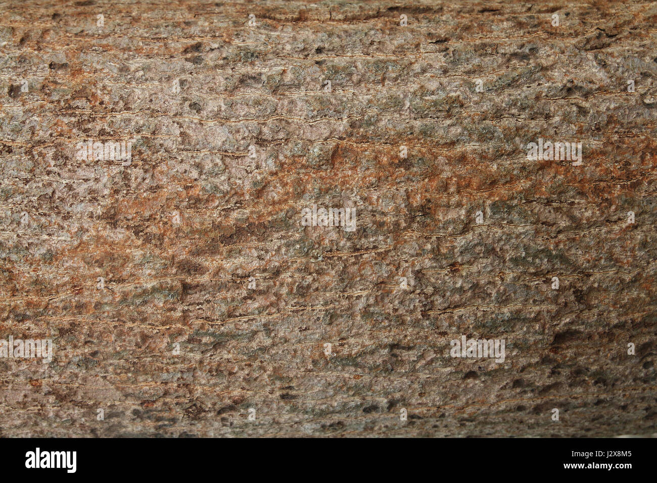 Neem tree bark hi-res stock photography and images - Alamy