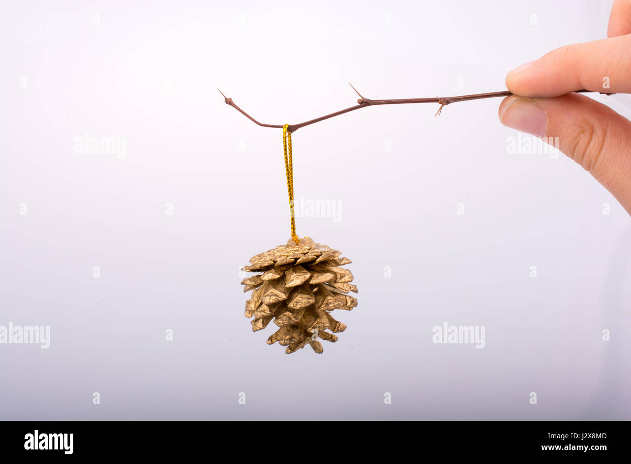 Pine cone in hand at the edge of a stick Stock Photo - Alamy