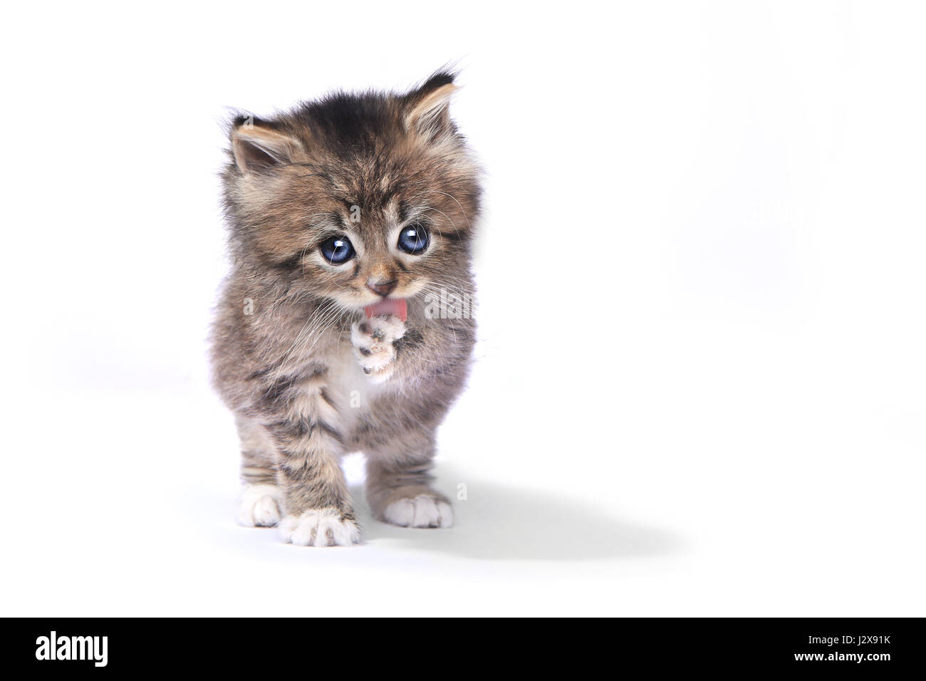 Adorable Tiny 4 Week Old Kitten on White Background Stock Photo - Alamy