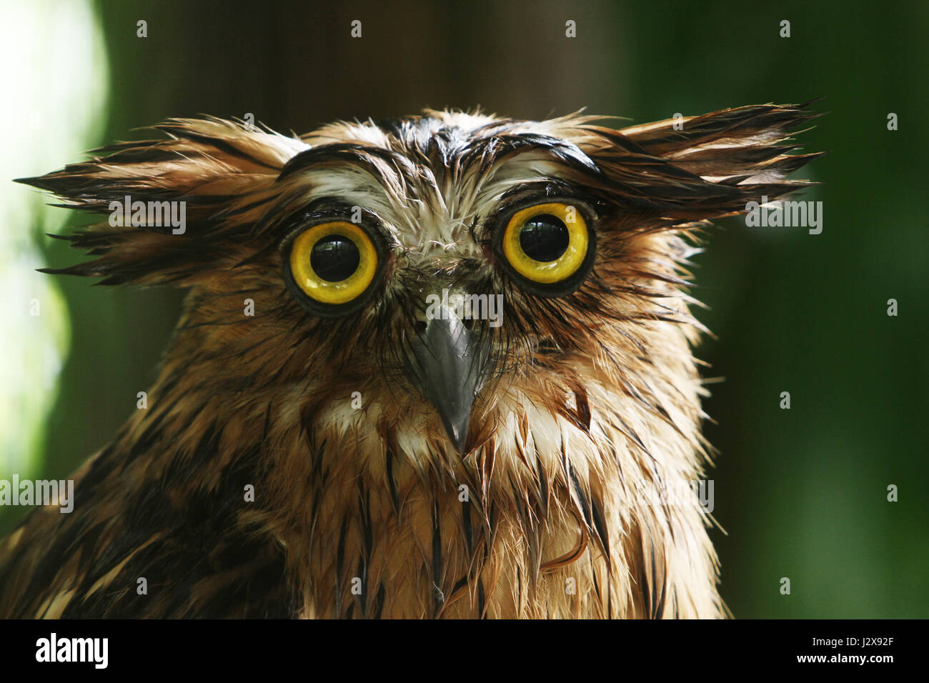 Owl eye hi-res stock photography and images - Alamy