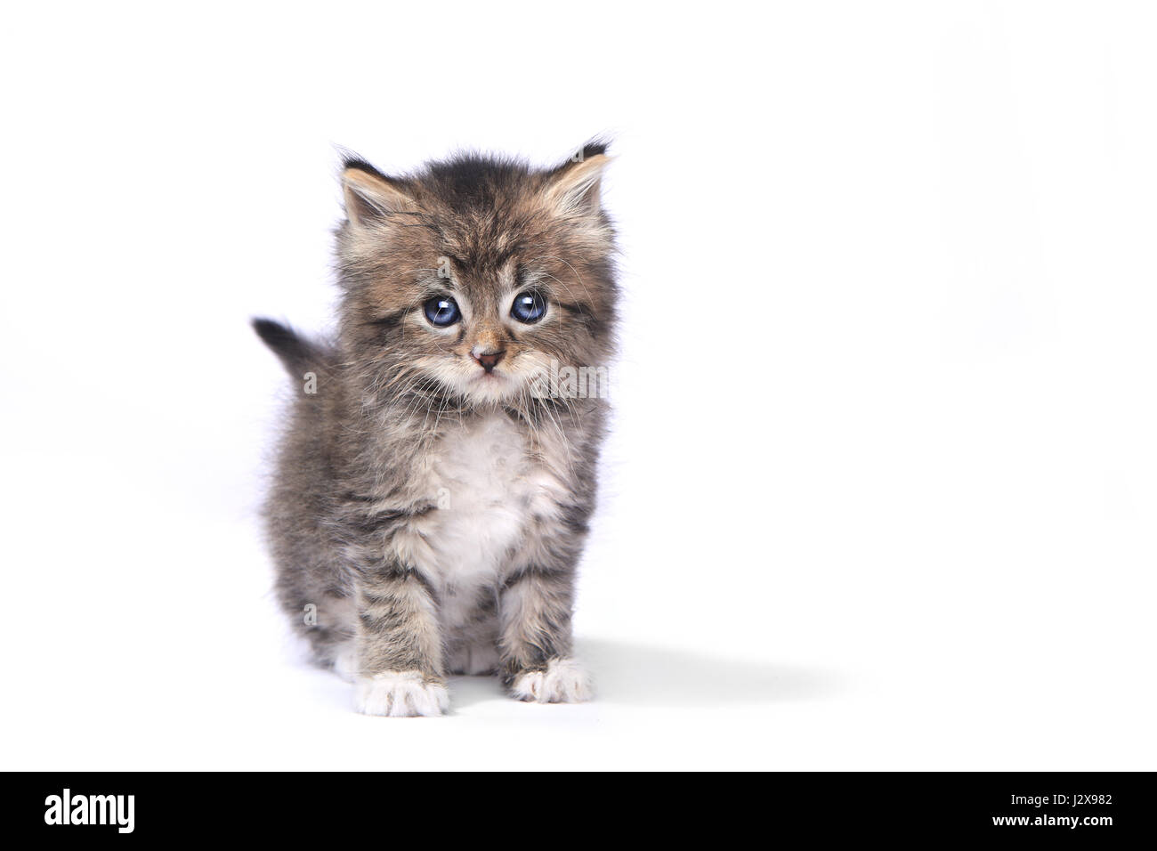 Adorable Tiny 4 Week Old Kitten on White Background Stock Photo - Alamy