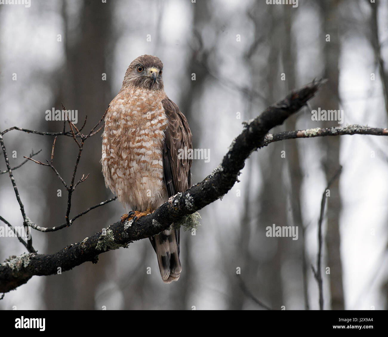 Broad-wing hawk sitting on a branch Stock Photo - Alamy