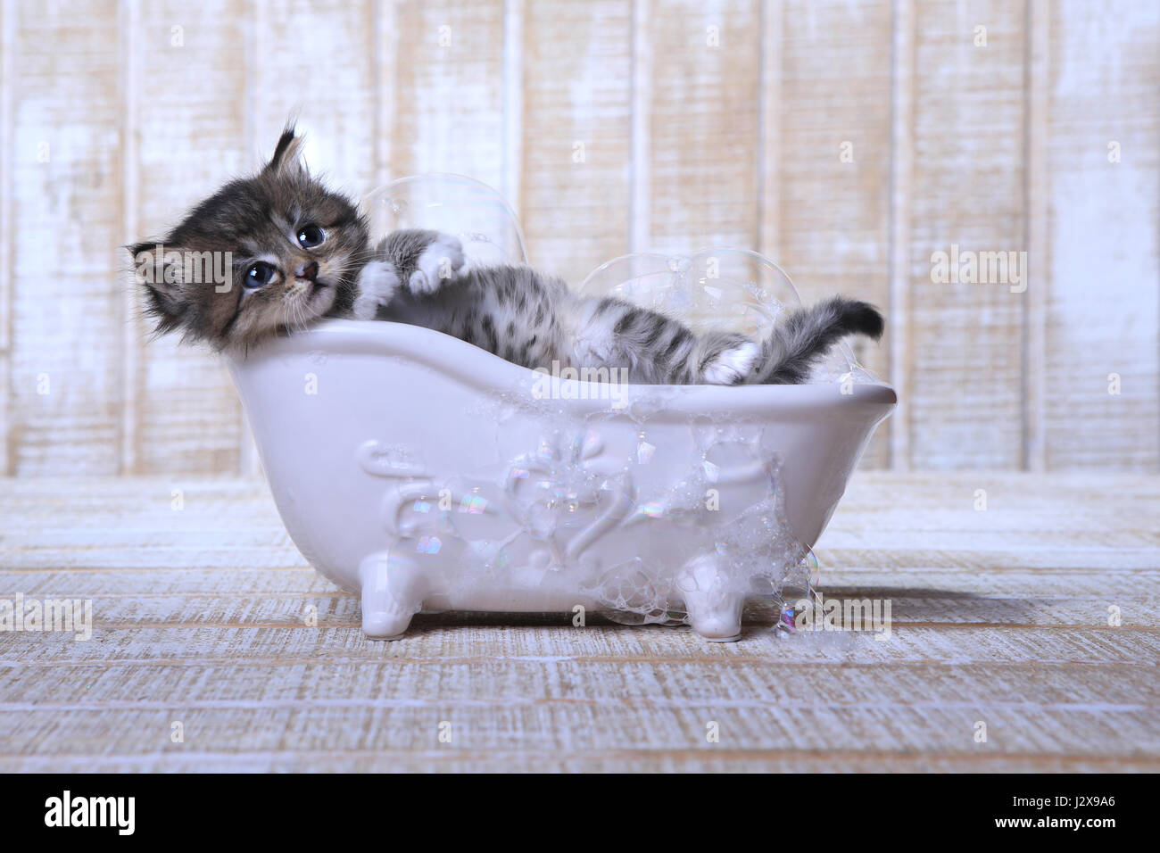 Funny Adorable Kitten in A Bathtub Relaxing Stock Photo - Alamy