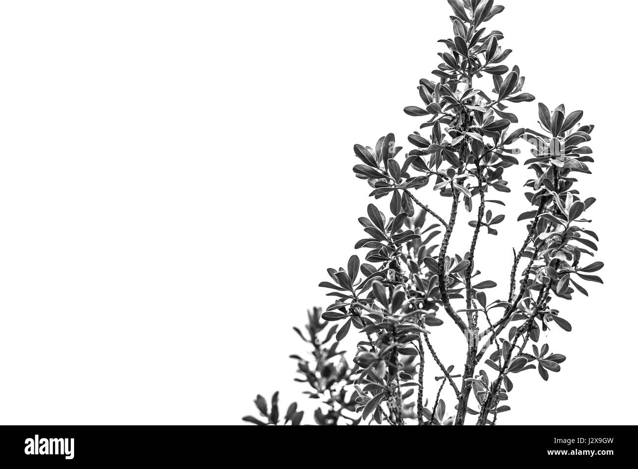 Floral horizontal background Black and White Stock Photos & Images - Alamy