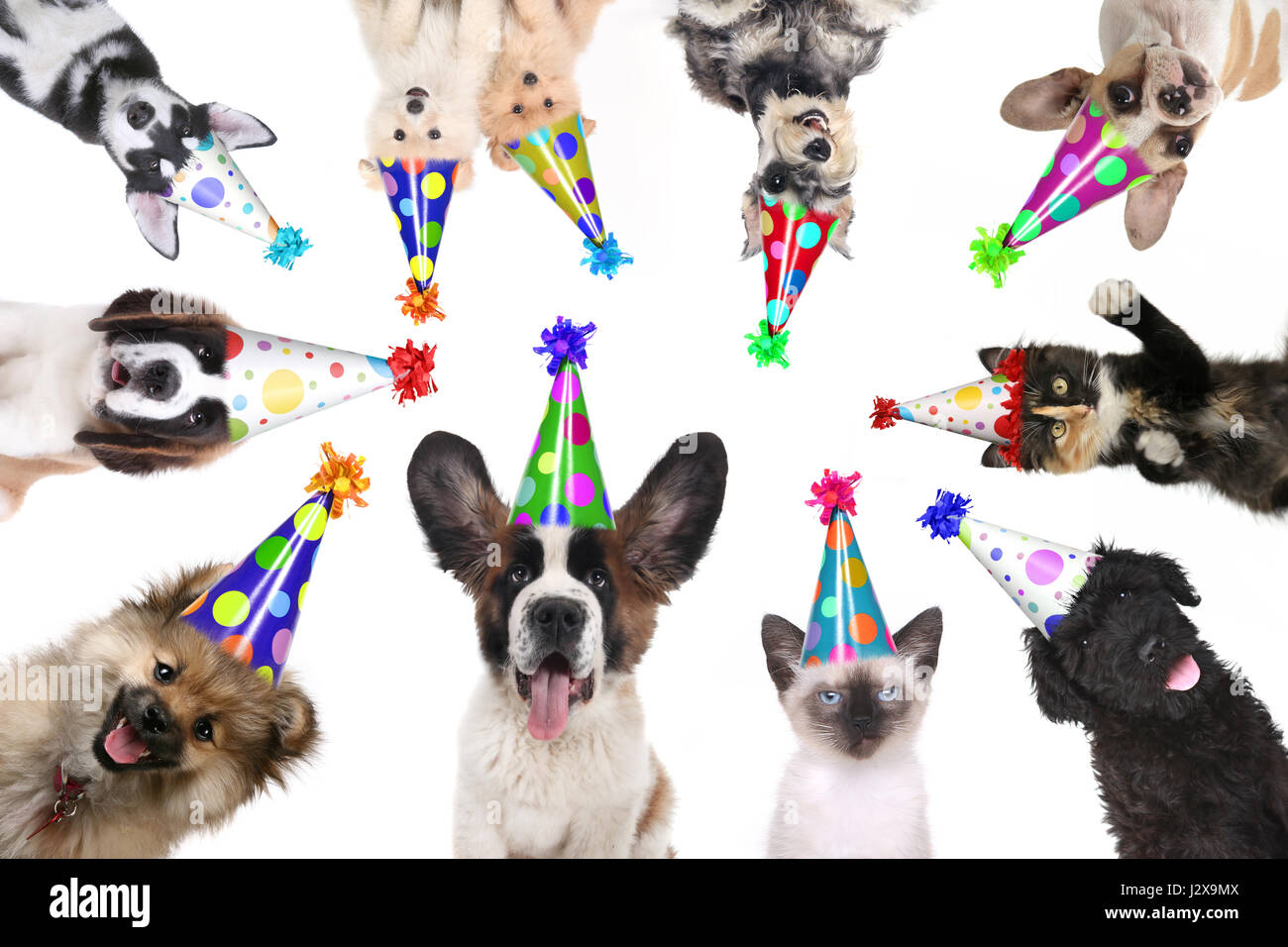 Animals Wearing Party Hats