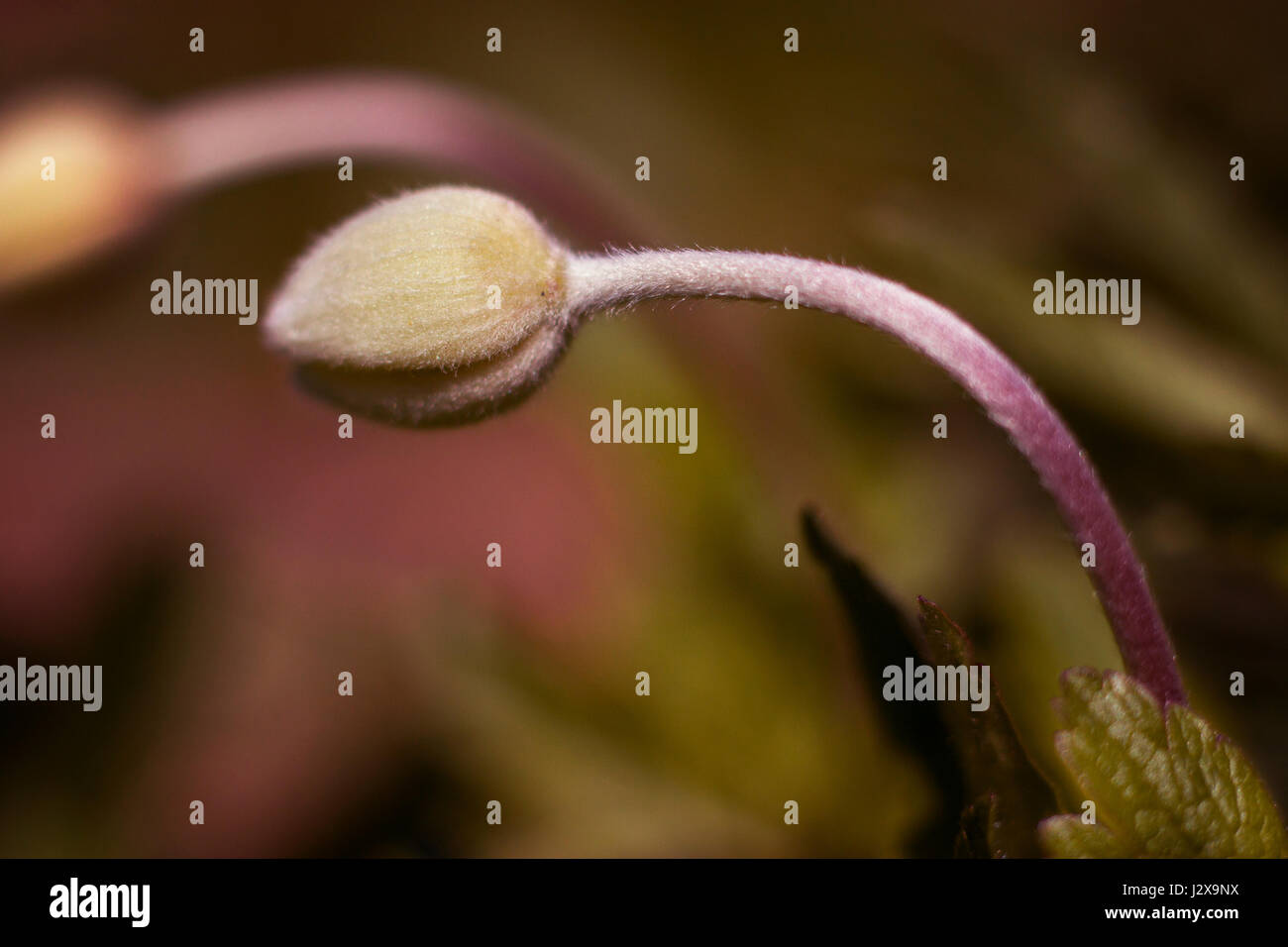 Delicate and fluffy bud of spring flower dream-grass Stock Photo - Alamy