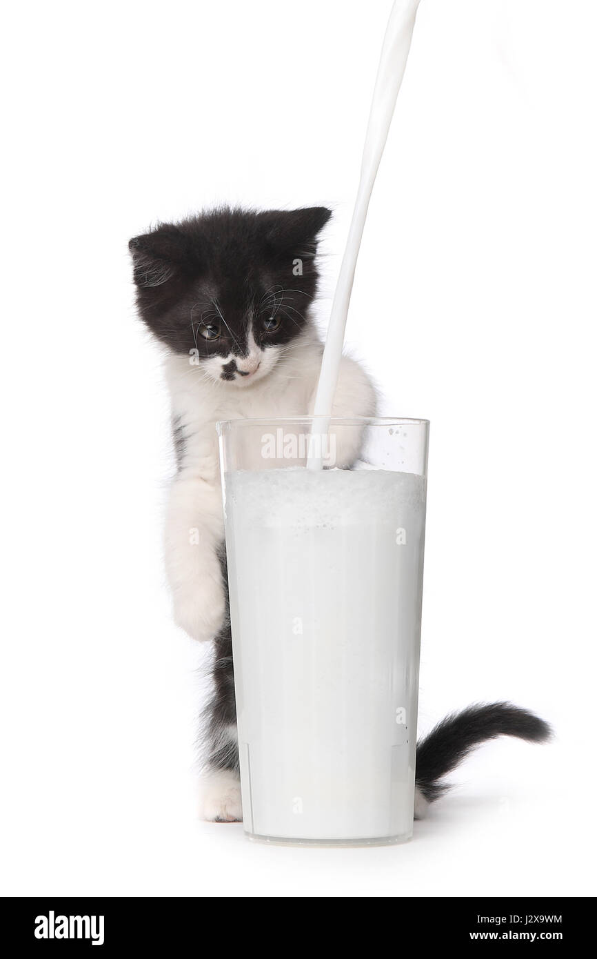 Adorable Kitten Watching Milk Pour Into a Glass Stock Photo - Alamy