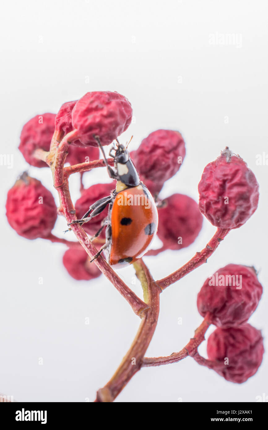 Beautiful photo of red ladybug walking on a wild fruit Stock Photo - Alamy