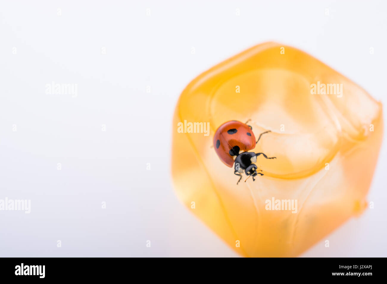 Beautiful photo of red ladybug walking around objects Stock Photo - Alamy