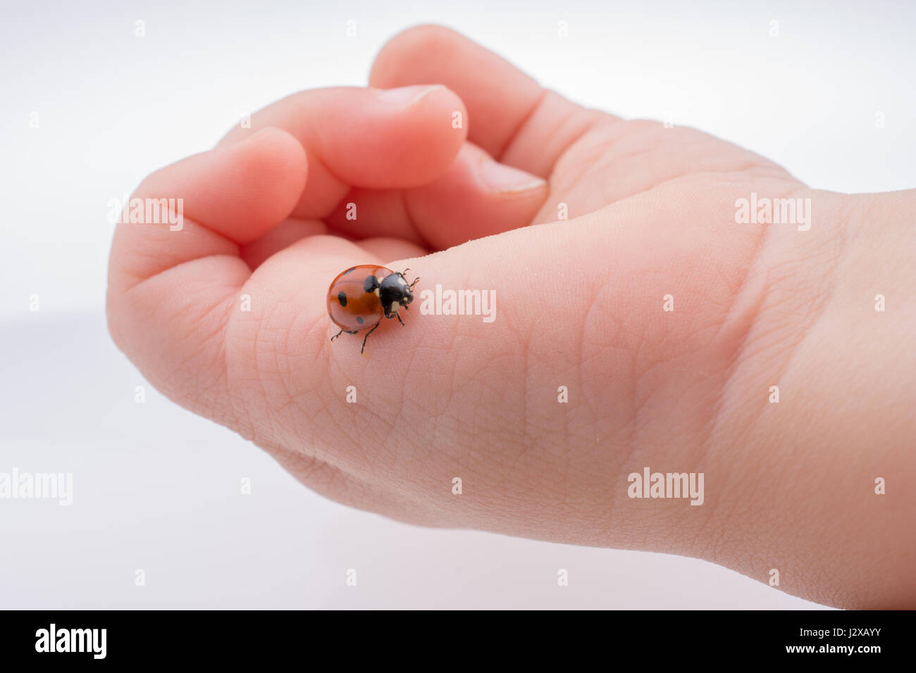 Beautiful photo of red ladybug walking on a child hand Stock Photo - Alamy