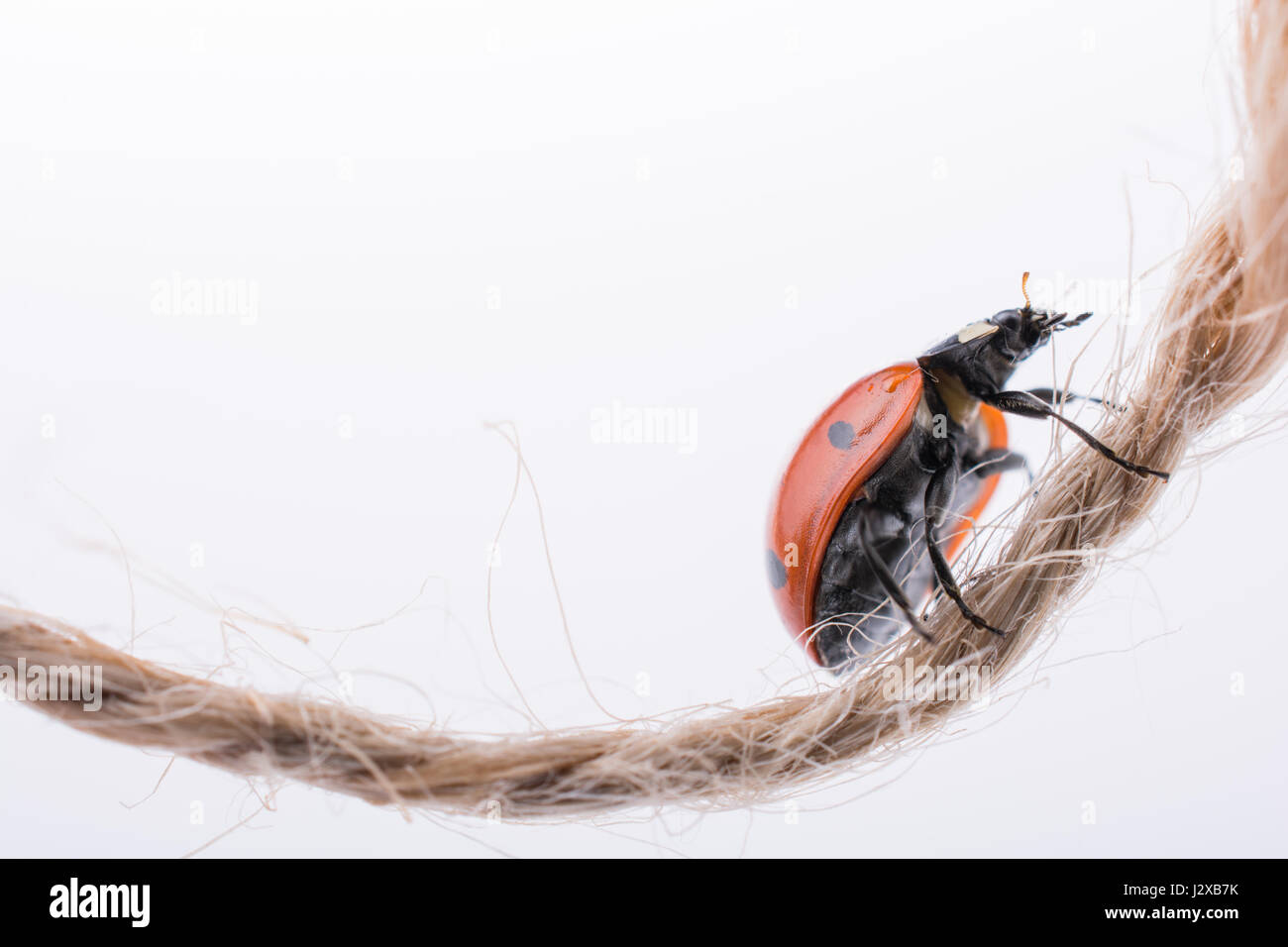 Beautiful photo of red ladybug walking on thread Stock Photo - Alamy