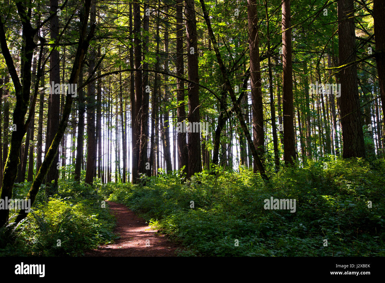 Spectacular landscape forest path in the midst of green bushes and ...