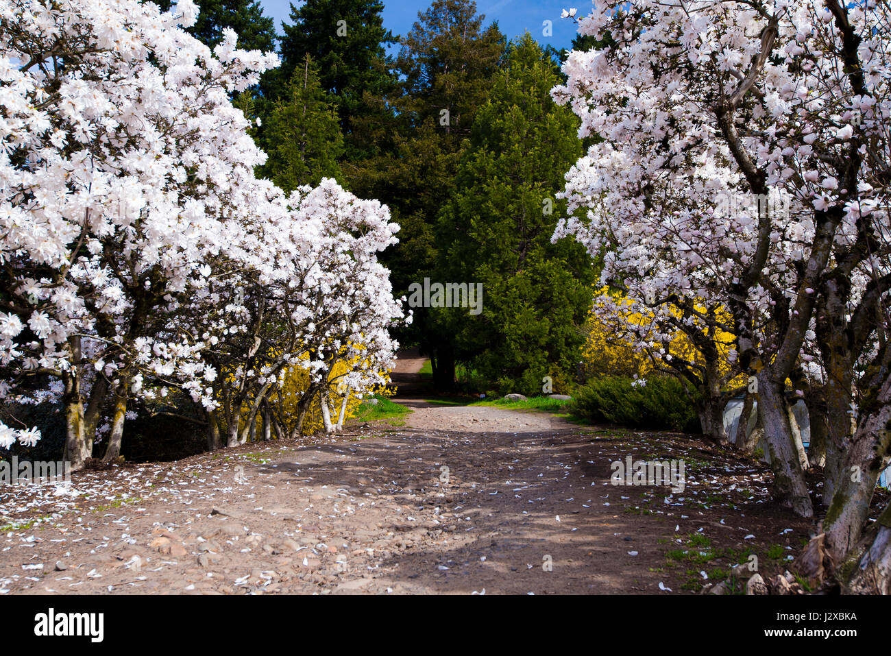 Path between the white spring flowering trees on a background of yellow ...