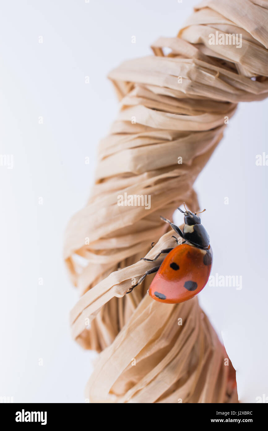 Beautiful photo of red ladybug walking around objects Stock Photo - Alamy