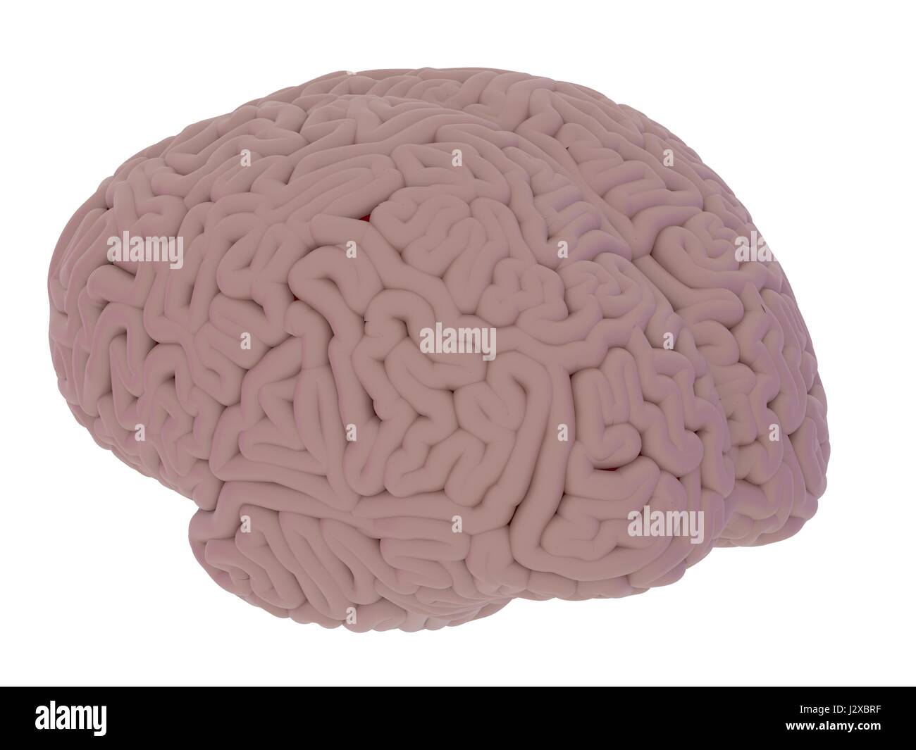 diffuse brain side view, isolated on white background 3d rendering ...