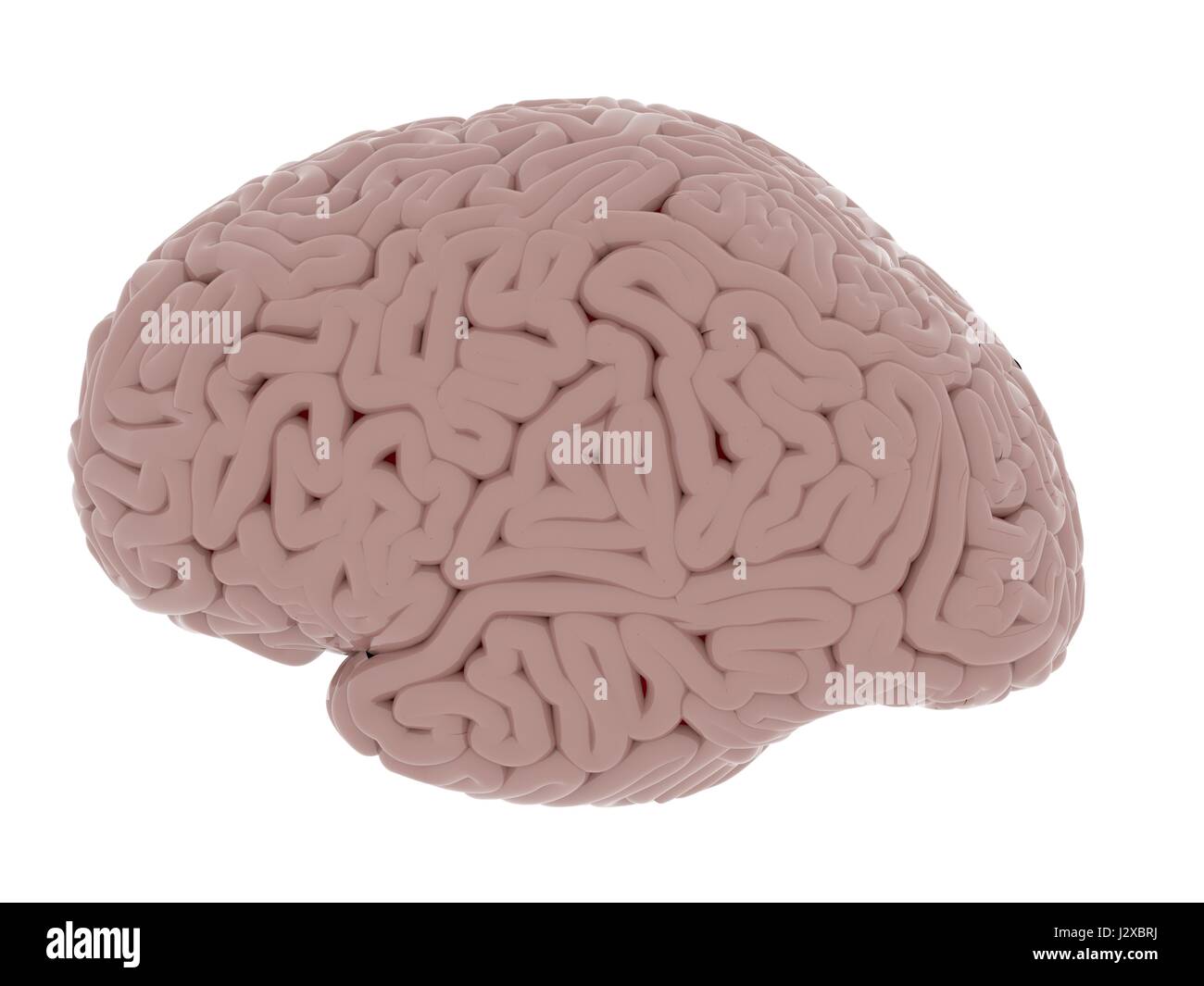 Human Brain Real Cut