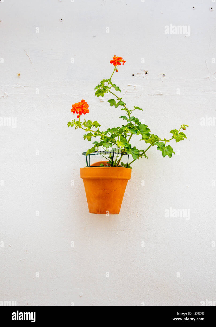 White wall plants seville spain hi-res stock photography and images - Alamy